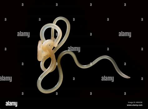 Roundworm Parasite