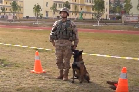 军犬训练日常带您一次看个够
