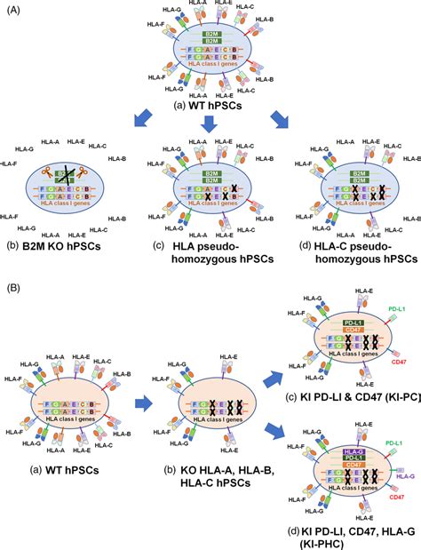 Schematic Illustration Of Hla Pseudo‐homozygous Hpscs And Download
