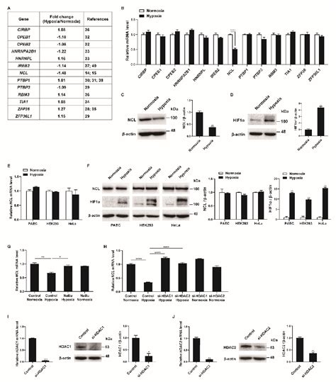 Figure 1 From Nucleolin Regulates Pulmonary Artery Smooth Muscle Cell Proliferation Under