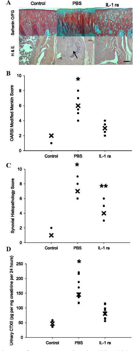 Figure 2 From The Impact Of Early Intra Articular Administration Of