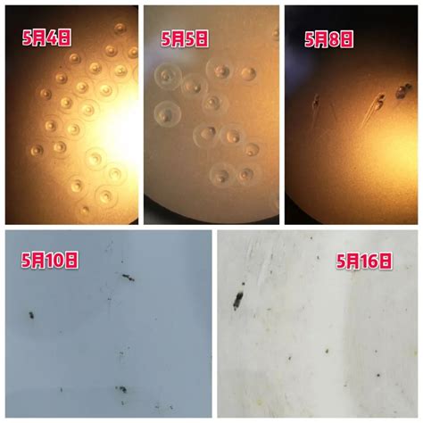 视野 小鲜肉看水产 ：记一次鳜鱼人工繁育全过程