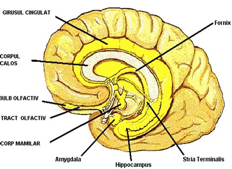 Sistemul Limbic Conexiuni Functionale Creierul