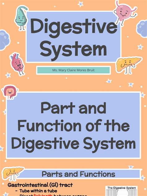 Digestive System Notes Pdf Digestion Gastrointestinal Tract