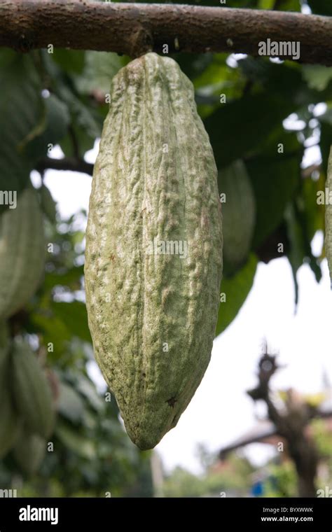 Kakaoschote schokolade Fotos und Bildmaterial in hoher Auflösung Alamy
