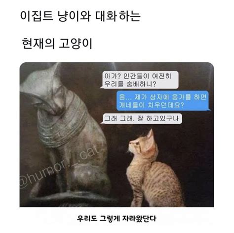 고양이와 강아지가 조상과 얘기한다면 마나토끼 일본만화 허브