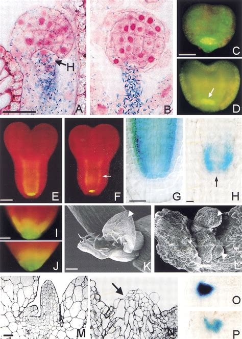The Arabidopsis Hobbit Gene Encodes A Cdc27 Homolog That Links The