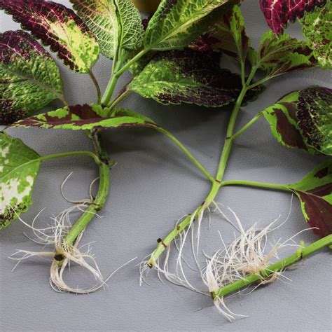 How To Save Coleus In The Fall Create Houseplants From Coleus