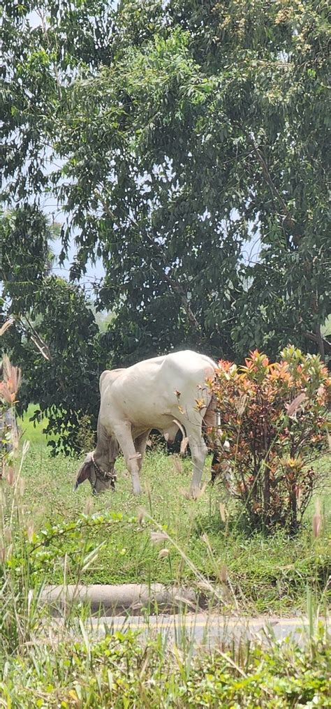 캄보디아 입국서류 프놈펜 캄폿 여행 도착비자 작성방법 네이버 블로그