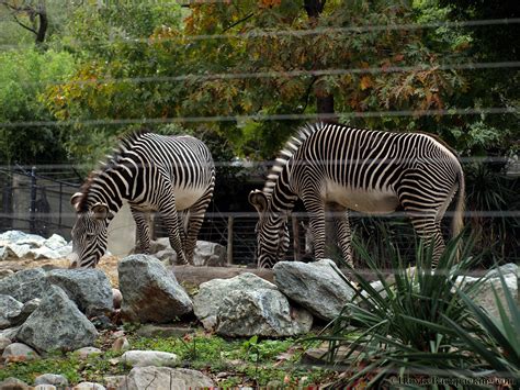 Smithsonian National Zoo
