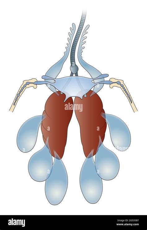 Bird Respiratory System
