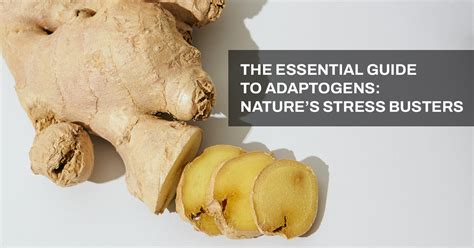 The Essential Guide To Adaptogens Natures Stress Busters