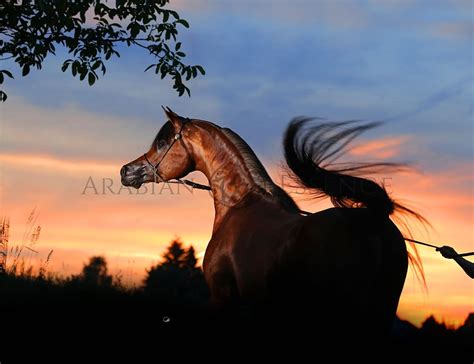 Jyar Meia Lua Arabian Essence Tv