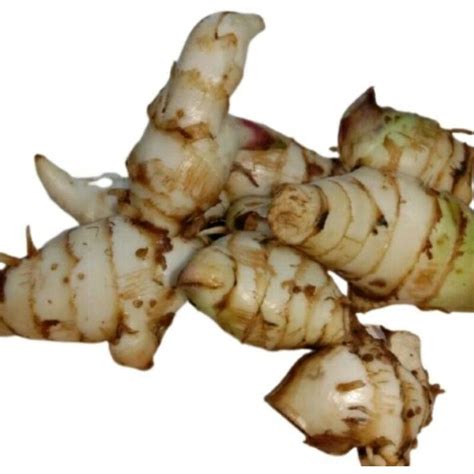 Jual Umbi Ganyong 1 Kilogram Shopee Indonesia