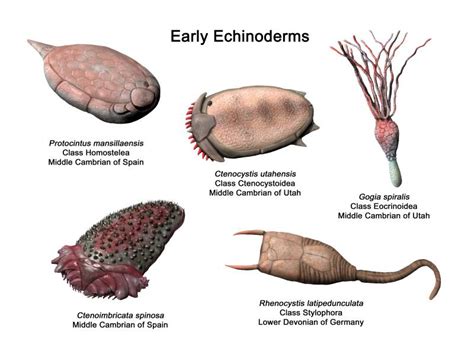 Exclusively Fossil Taxa Digital Atlas Of Ancient Life
