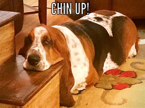 Pin By Kathy Kontrim On Basset Hound Memes Basset Hound Basset Dog