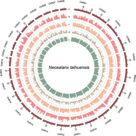 circos plot of the n taihuensis genome the rings from inside to