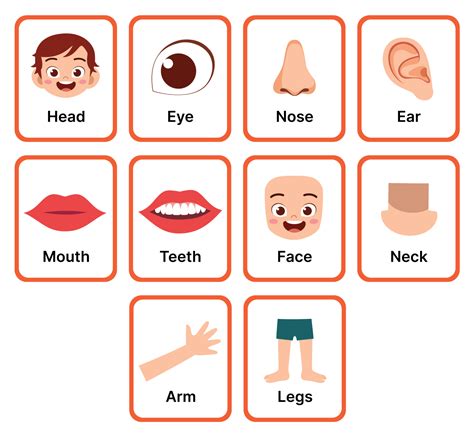 Partes Del Cuerpo En Ingles Para Ni