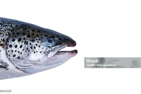 연어 물고기에 고립 된 흰색 배경 신선한 야생 연어는 흰색 절연입니다 신선한 전체 연어입니다 텍스트에 대 한 빈 공간입니다 공간에 복사 합니다 생선 머리 건강한 생활방식에