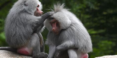 Same Sex Behavior Among Animals Is Far More Common Than Reported Study Finds