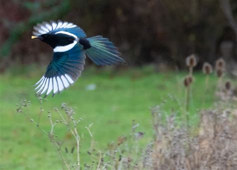 Magpie Flight Flying Free Photo On Pixabay Pixabay