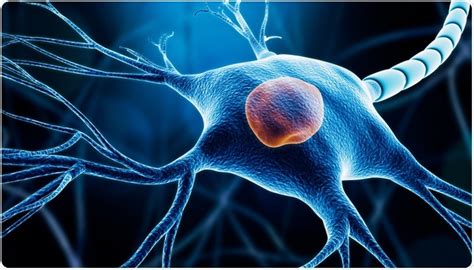 Myelin Function