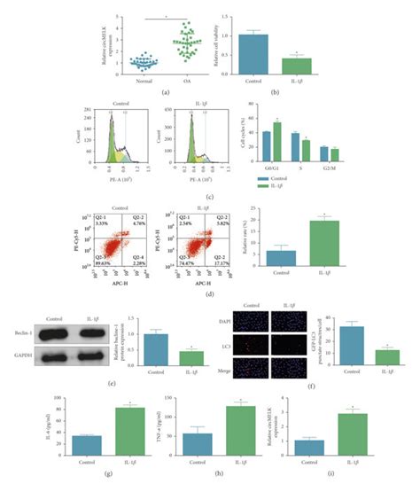 Circmelk Is Elevated In Oa Cartilage Tissue And Il 1β Stimulated