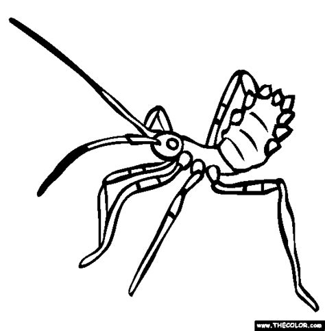 Assassin Bug Coloring Page Free Assassin Bug Online Coloring