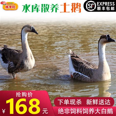 桃李旺老鹅 水库土鹅 会飞的鹅现杀发货 新鲜 鹅肉 鹅 农家散养土鹅肉 净肉6左右【图片 价格 品牌 评论】 京东