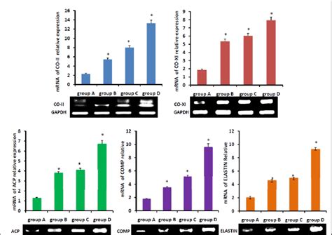 Relative Mrna Expression Analysis Of The Chondrogenic Marker Genes