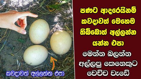 ඔබ මව දකනන ජවත පළම වතවට EP 281 YouTube