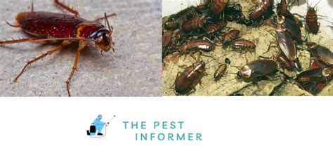 What Does A Cockroach Nest Look Like How To Get Rid Of A Roach Nest