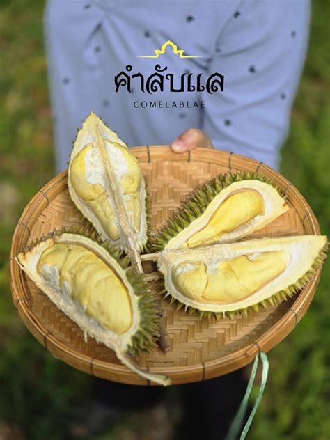 กล้วยตากจิราพร กล้วยตากจิราพร Jiraporn Banana