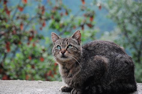 Blogues Â PHRASES SUR LES CHATS DITES PAR DES C L BRIT S Â Ma Planète