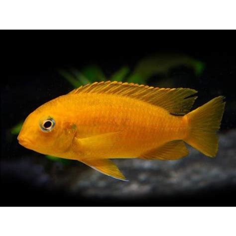 Pseudotropheus Tropheops Chilum Oran