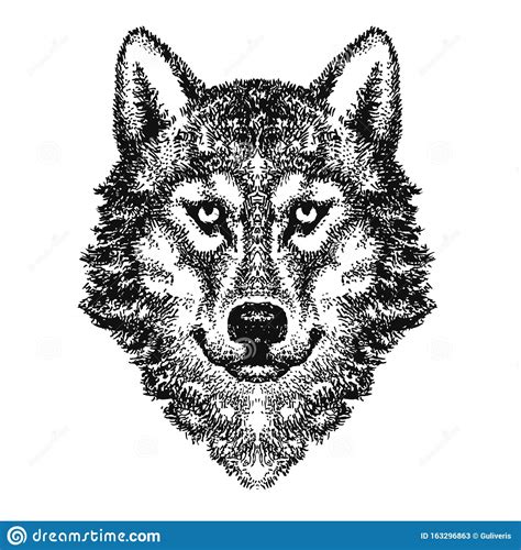 Logotipo Vectorial De La Cabeza De Lobo Ilustración del Vector Ilustración de cubo aislado