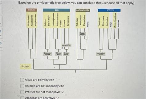 Solved Based On The Phylogenetic Tree Below You Can