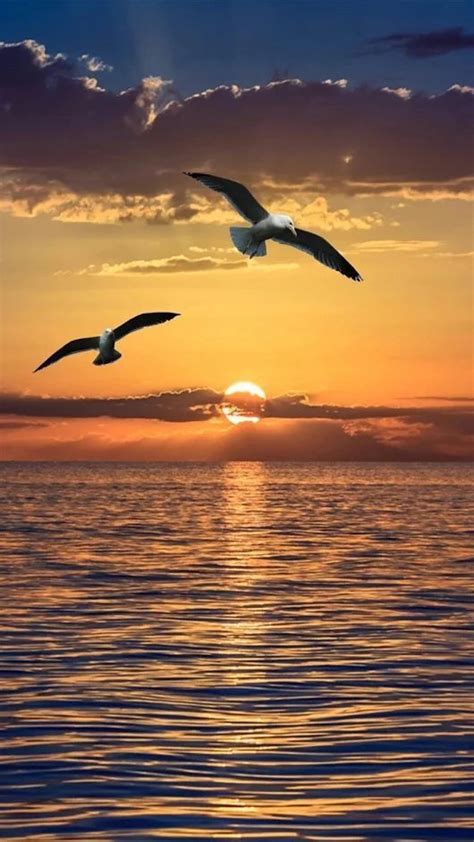 Mejores 43 imágenes de Gaviotas en Pinterest Aves Gaviotas volando y