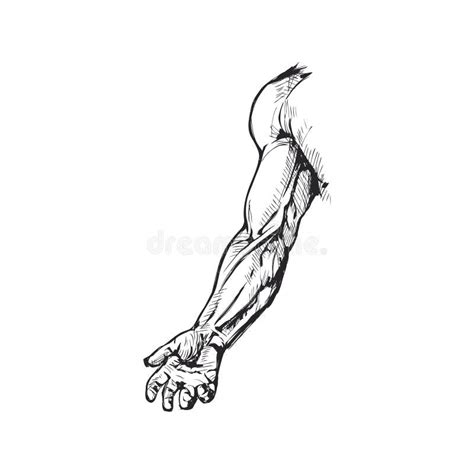 A Detailed Hand Drawn Sketch Of A Muscular Arm Showcasing The Intricate Details Of The Biceps