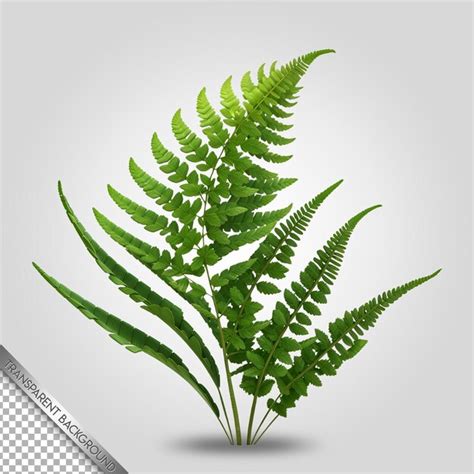 고사리 잎 투명 배경 프리미엄 Psd 파일