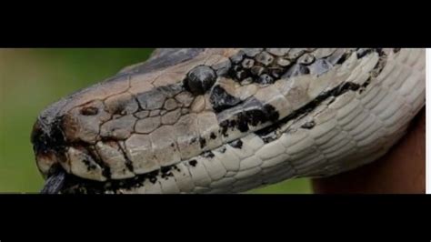 Florida Conservancy Group Discovers Record Breaking Burmese Python In Everglades