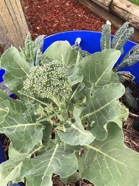 The Aussie Empty Nester Mothers Day