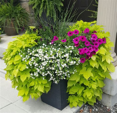 Devitts Nursery Devitts Nursery Added A New Photo