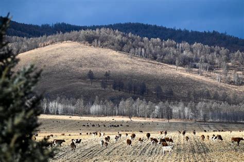Greater Khingan Range In Winter In Pictures Belarus News