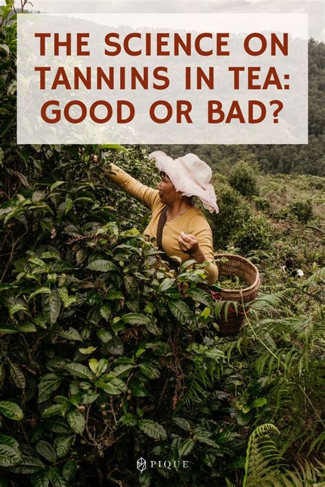 The Science Behind Tannins In Tea