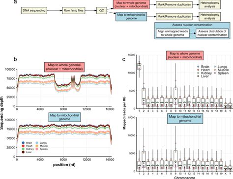 Alignment Of Sequencing Data To Whole Genome Reference Leads To