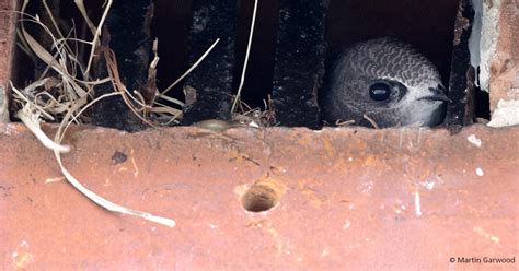Swifts In The Tower Oxford University Museum Of Natural History