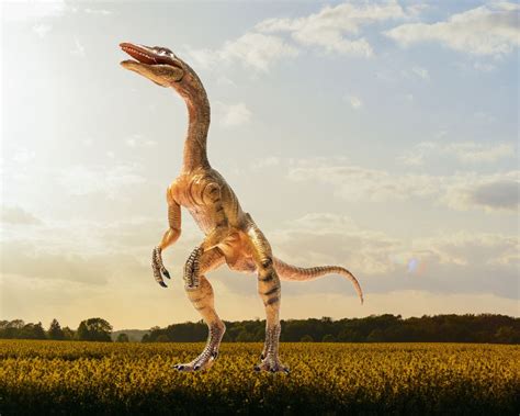 Compsognathus Vs Archaeopteryx