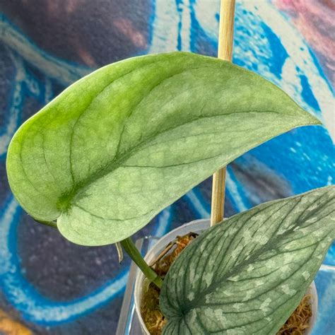 Scindapsus Pictus Green Veins Scgv000044