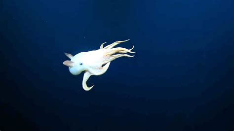 Dumbo Octopus Deep Dwelling Emperor Dumbo Octopus Discovered